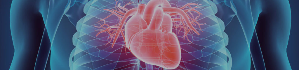 Cardiology Services | Apex Cardiology